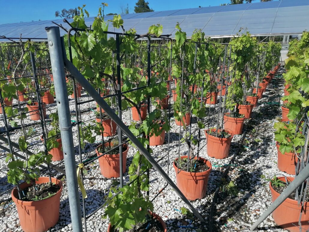 Structural aspects and sustainability of container nursery systems ...