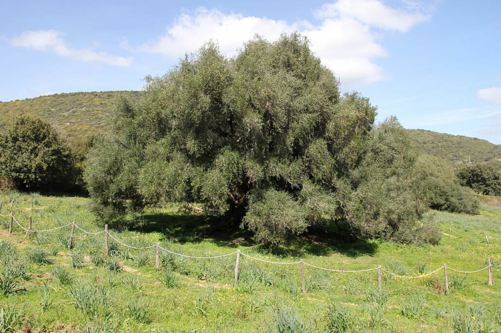 The ancient olive tree of Luras ranked third in the European Tree of ...