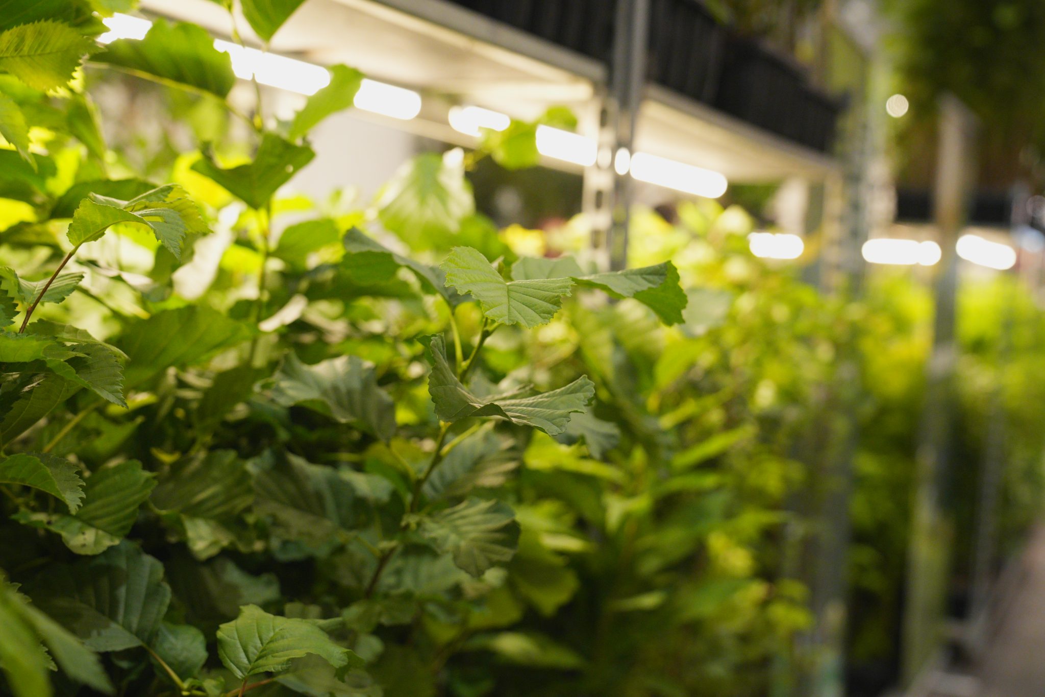 Greenitaly